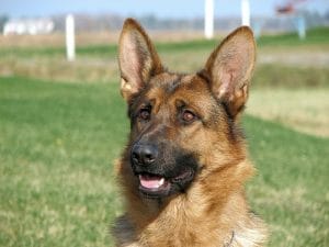 150 Star Inspired Dog Names - PetPress