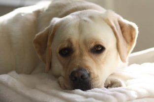 150 Star Inspired Dog Names - PetPress