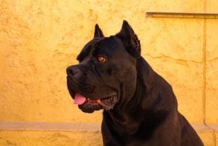 Guard Dog Names - 230 Tough and Strong Dog Names - PetPress