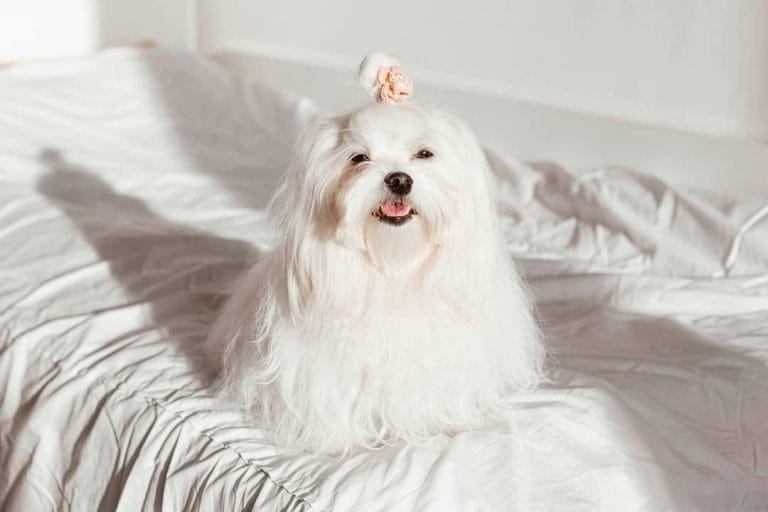 Top 8 Best Dog Breeds for Older People - PetPress