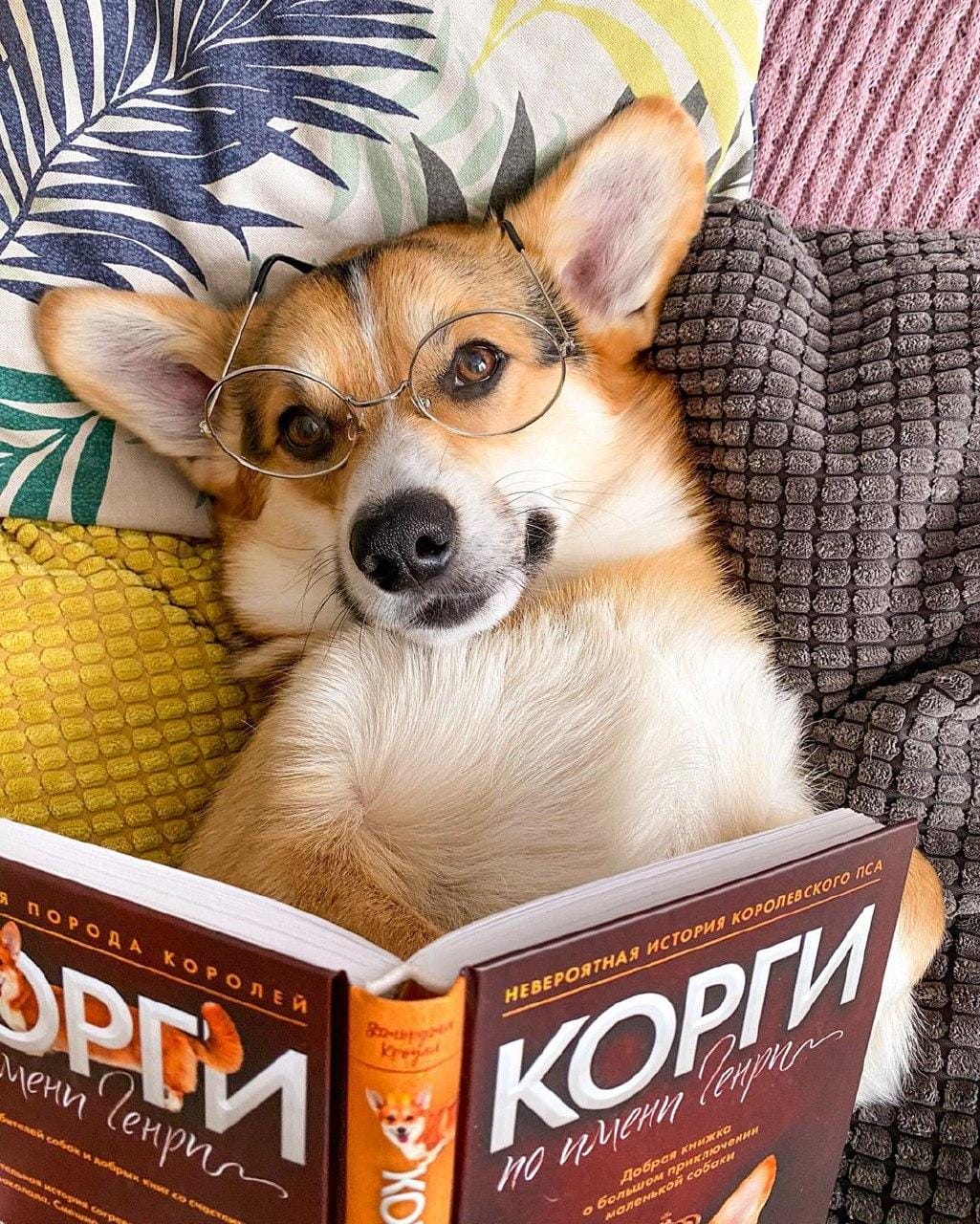 Top 8 Best Dog Breeds for Older People - PetPress