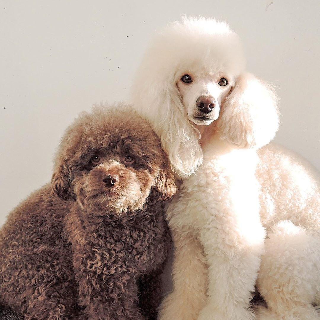 Top 8 Best Dog Breeds for Older People - PetPress