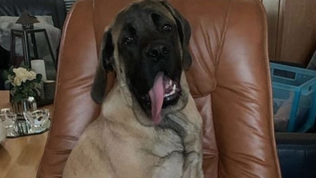 17 Funny Pictures of English Mastiffs Showing The Reality of Living in ...