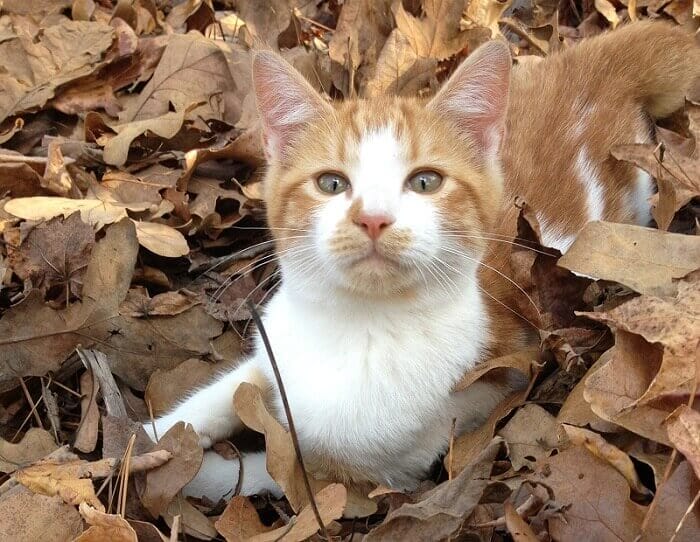 Fall Cat Names – 200 Best Autumn Inspired Cat Names