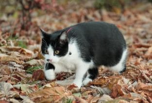 Fall Cat Names – 200 Best Autumn Inspired Cat Names