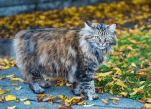 Fall Cat Names – 200 Best Autumn Inspired Cat Names