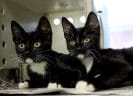250+ Twin Cat Names for Sibling Duo Cats | PetPress