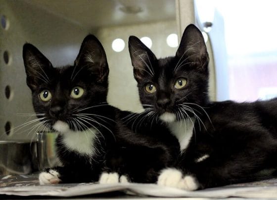 250+ Twin Cat Names for Sibling Duo Cats | PetPress