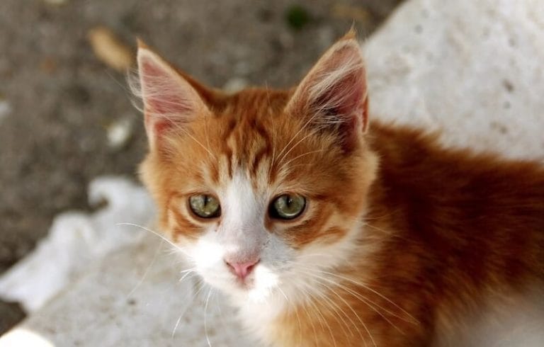 170 Cat Names For Male And Female Inspired by Greek Mythology