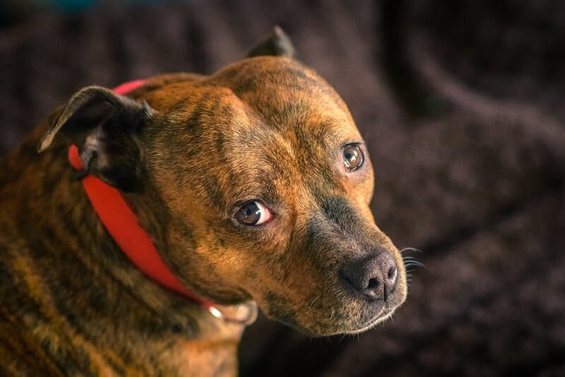 Guard Dog Names - 230 Tough and Strong Dog Names - PetPress