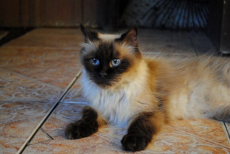 170 Best Himalayan Cat Names For Your Kitten