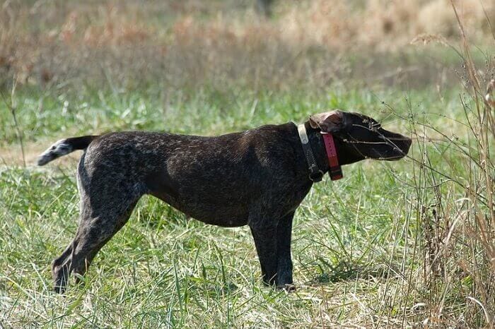 Hunting Dog Names - 380 Best Names for Hunting Dogs - PetPress