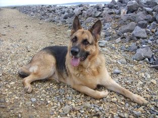 340+ Best Indian Dog Names [with Video] | Punjabi, Sanskrit & Hindi Names