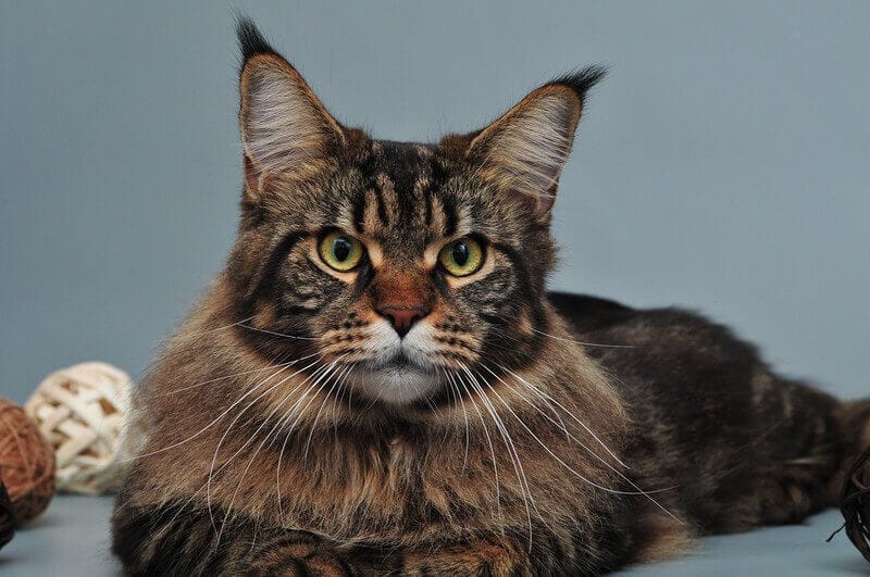 Maine Coon Cat Names: 180 Best Names for Maine Coons - PetPress