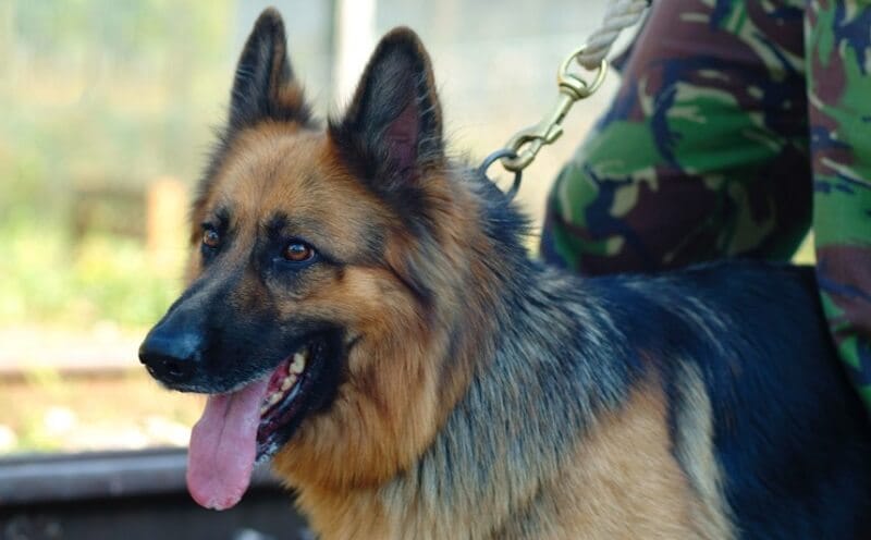 350 Military Dog Names for Your Patriotic Puppy - PetPress