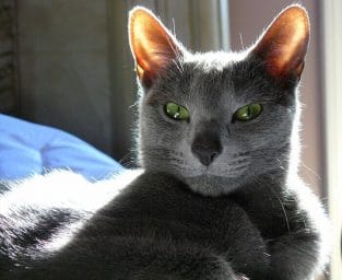 320 Best Male and Female Russian Blue Cat Names