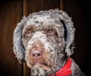 500 Spanish Dog Names - Popular Spanish Names for Puppies