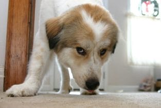 Best 230 Popular Female Spanish Dog Names