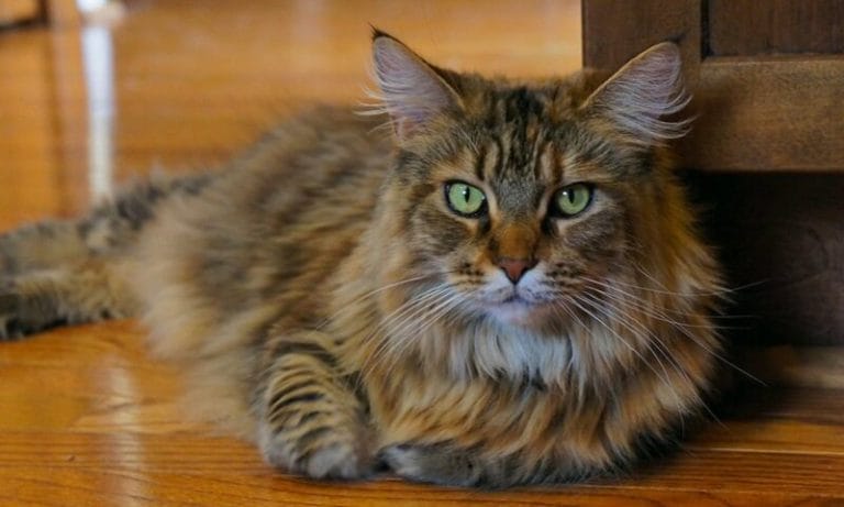 180 Fluffy Cat Names For Your Fluffy Kittens - PetPress