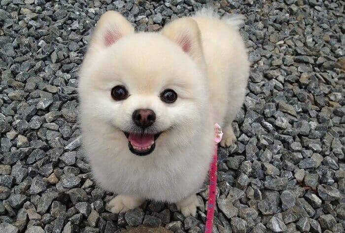 Small Dog Names - 420 Cute Names for Tiny Dogs - PetPress