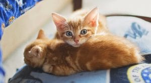250+ Twin Cat Names for Sibling Duo Cats | PetPress