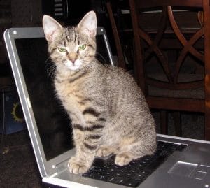 500 Geeky Cat Names: Awesome Nerdy Names for Your Kitten