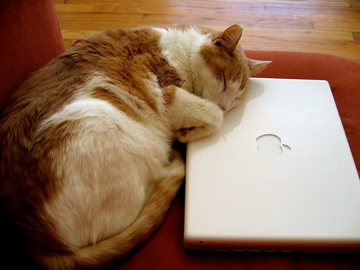 500 Geeky Cat Names: Awesome Nerdy Names for Your Kitten