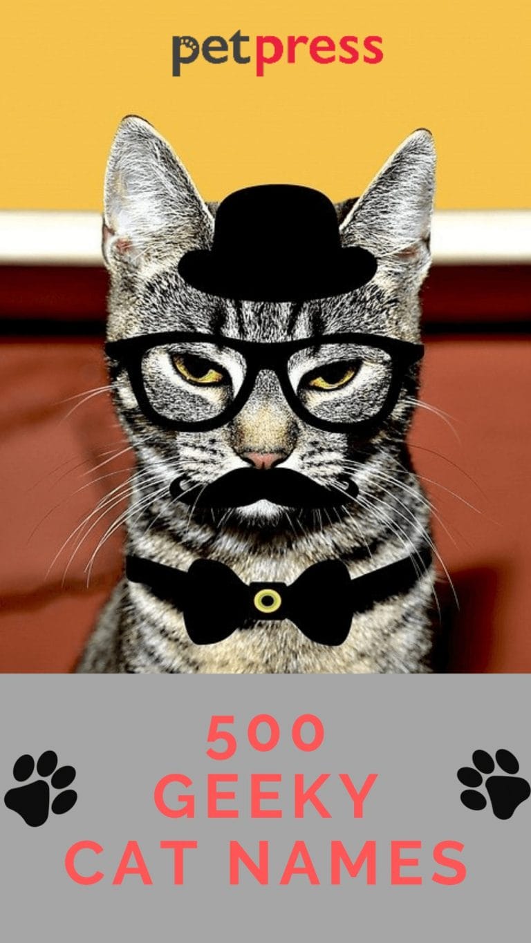 500 Geeky Cat Names: Awesome Nerdy Names for Your Kitten
