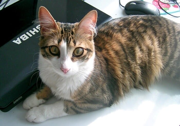 500 Geeky Cat Names: Awesome Nerdy Names for Your Kitten