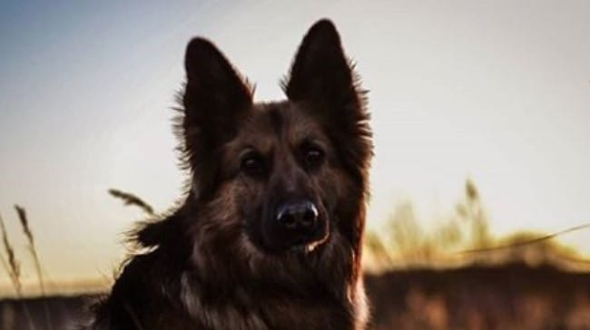 Top 15 Best Dog Breeds For Men - PetPress