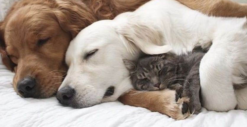 Top 5 Dog Breeds That Get Along Well With Cats - PetPress