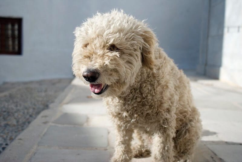 235 Greek Dog Names - Greek Mythology Names for Dogs