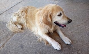 235 Greek Dog Names - Greek Mythology Names for Dogs