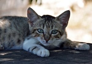 170 Cat Names For Male And Female Inspired by Greek Mythology