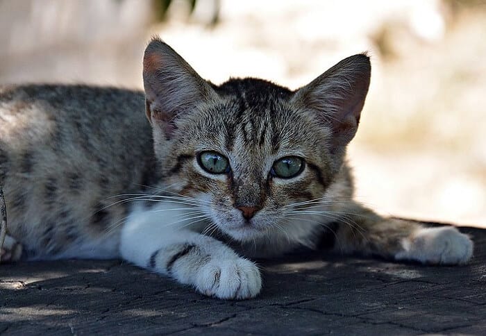 170 Cat Names For Male And Female Inspired by Greek Mythology