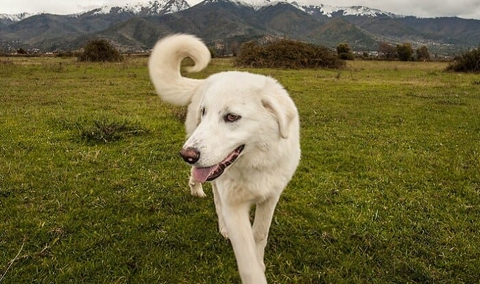 70 Greek God and Goddess Names for Dogs