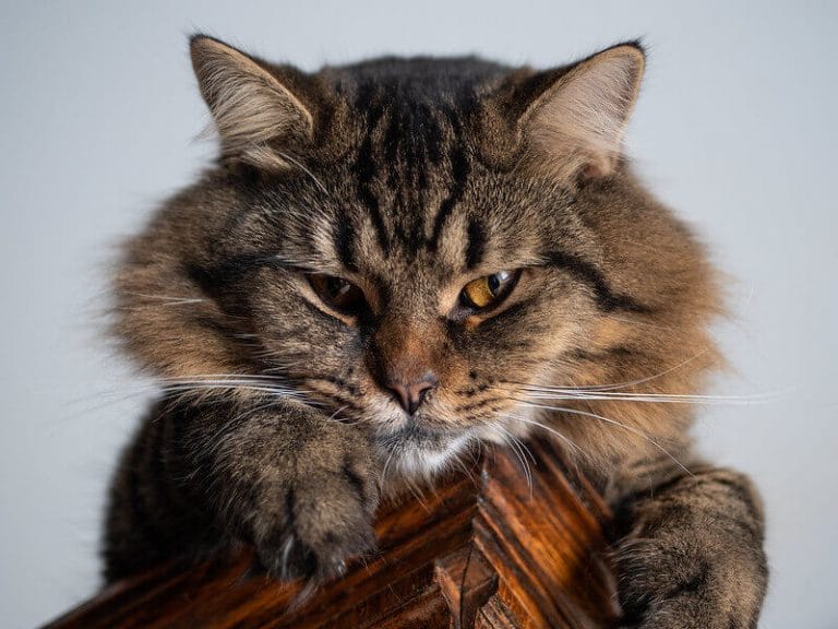 150 Grumpy Cat Names - The Ultimate List - PetPress