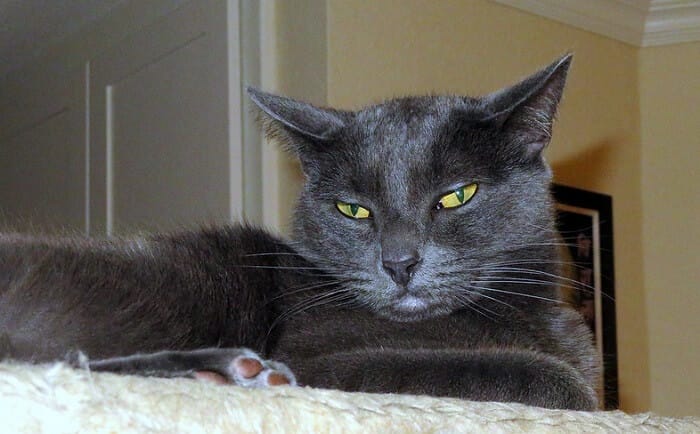 150 Grumpy Cat Names - The Ultimate List - PetPress