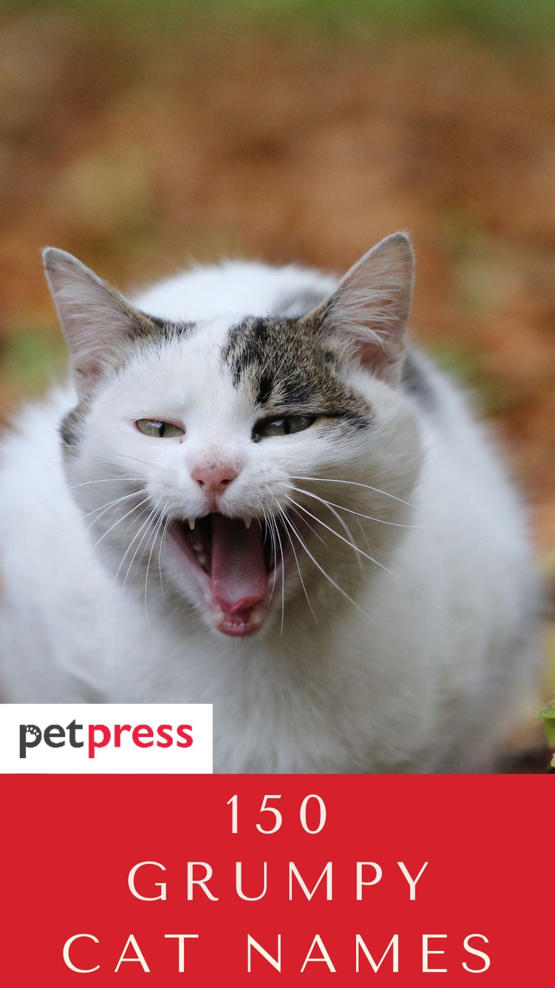 150 Grumpy Cat Names - The Ultimate List - PetPress