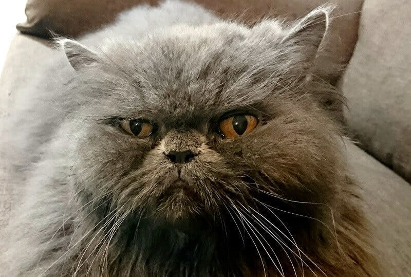 150 Grumpy Cat Names - The Ultimate List - PetPress