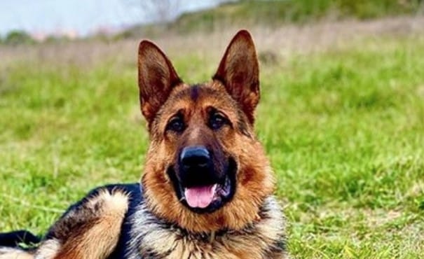 30 Most Unique German Shepherd Dog Names With Meanings - PetPress