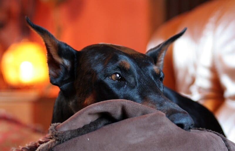 Guard Dog Names - 230 Tough and Strong Dog Names - PetPress