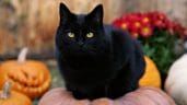 Fall Cat Names – 200 Best Autumn Inspired Cat Names