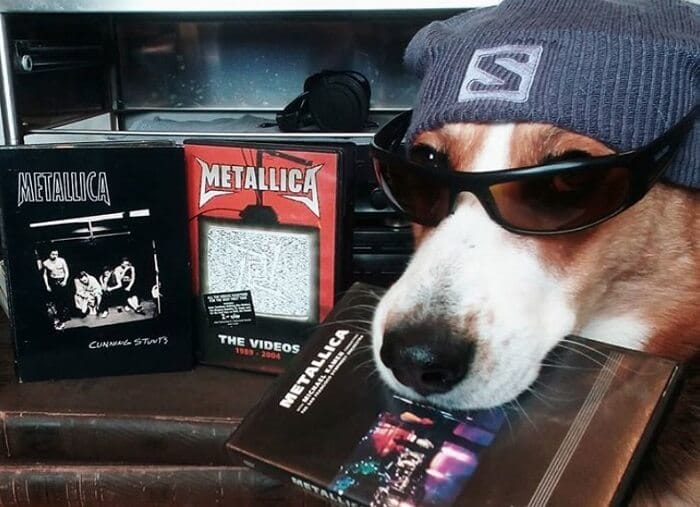 500 Music Dog Names Inspired by Rock, Country & Rap Music - PetPress