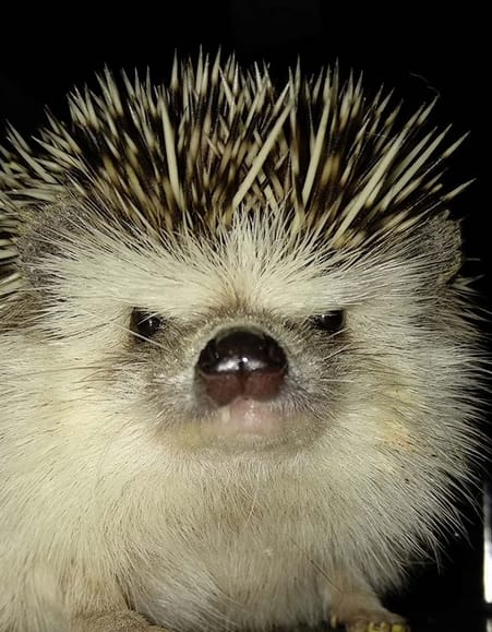 17 Funny Pictures Showing How Hedgehogs Spend The Quarantine - PetPress