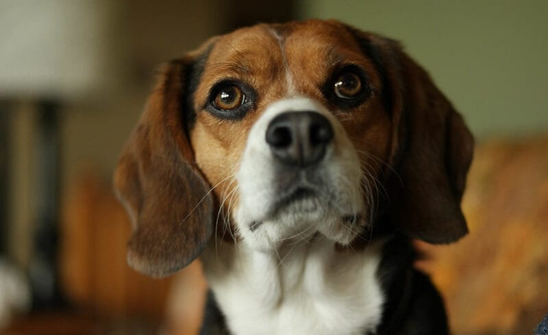 340+ Best Indian Dog Names [with Video] | Punjabi, Sanskrit & Hindi Names