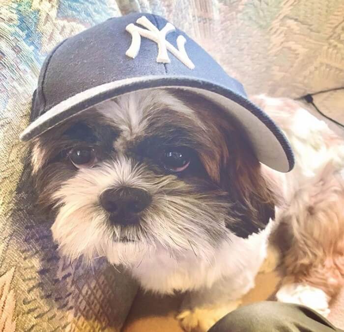 500 Music Dog Names Inspired by Rock, Country & Rap Music - PetPress