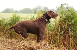 88 Best Female Hunting Dog Names