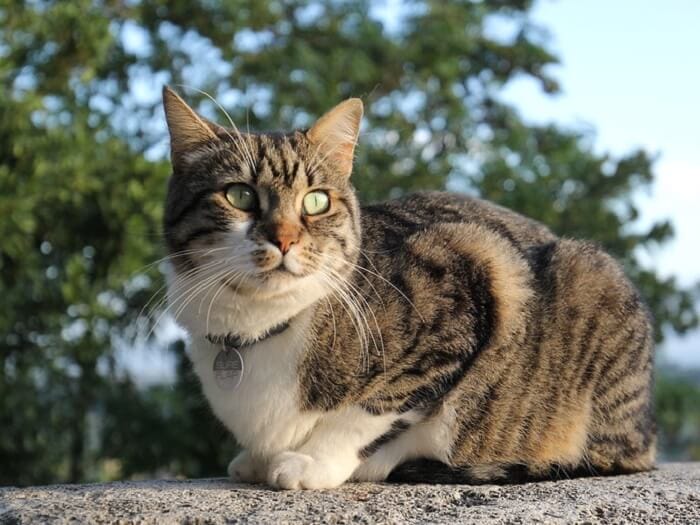 500+ Italian Cat Names That Are Bellissimo!