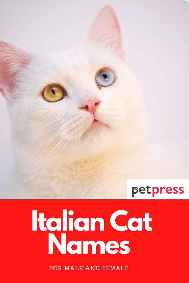 500+ Italian Cat Names That Are Bellissimo! 500+ Italian Cat Names That Are Bellissimo!